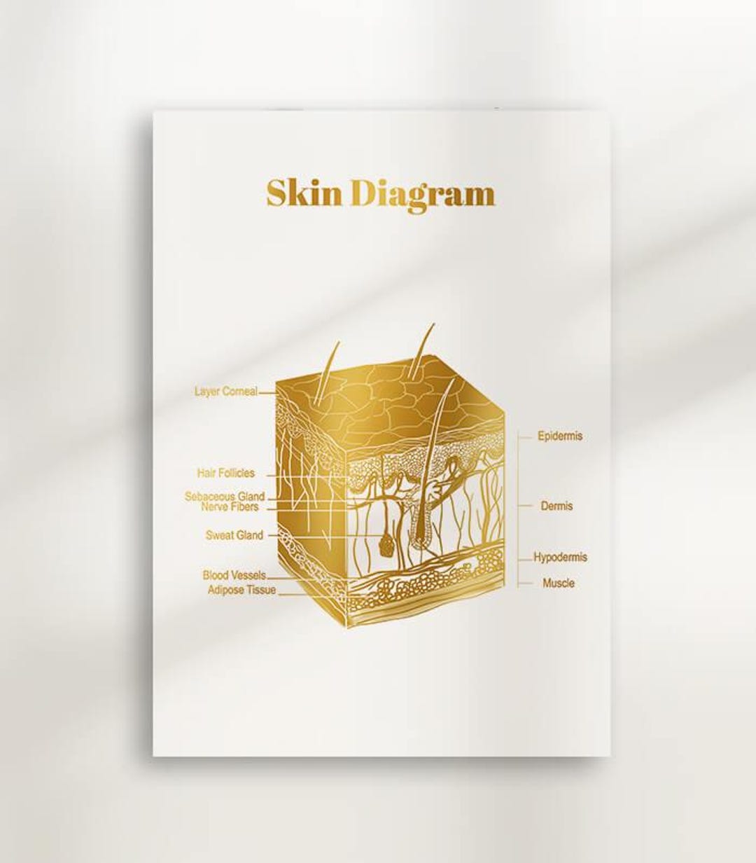 Printable Skin Diagram Poster | Skin Anatomy Wall Art for Estheticians ...