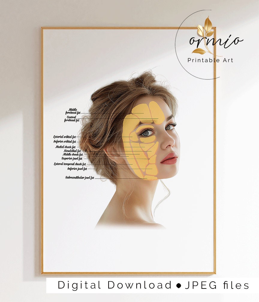 Facial Fat Pad Anatomy Art, Facial Anatomy Poster, Esthetician Wall Art ...