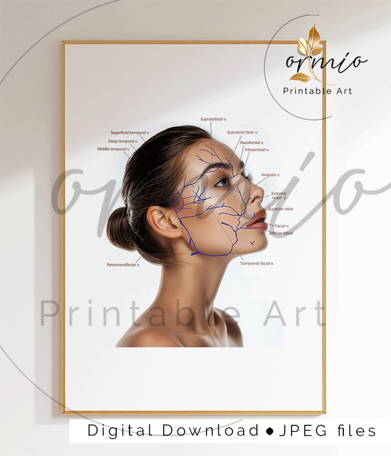 Facial Veins Anatomy Art: Skin Clinic Decor (printable Art) - Etsy