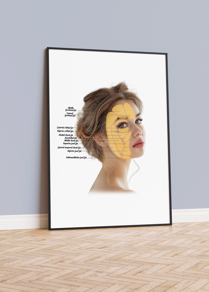 Facial Fat Pad Anatomy Art, Facial Anatomy Poster, Esthetician Wall Art ...