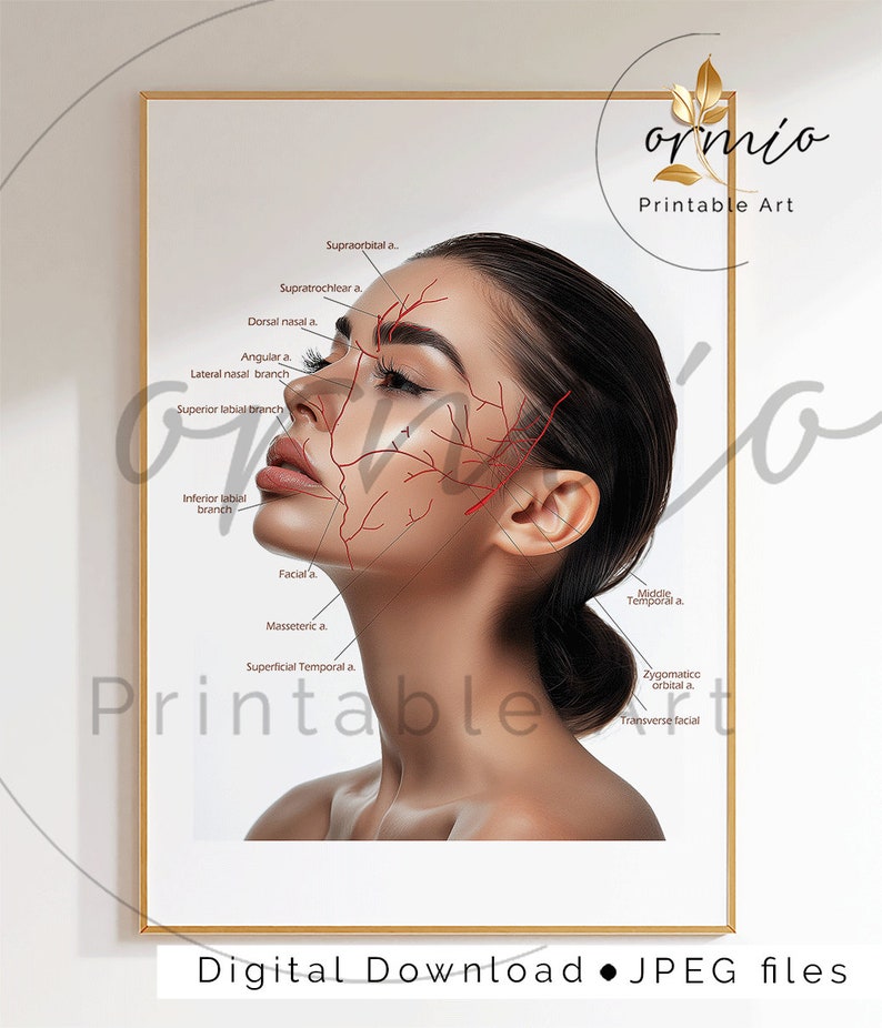 Facial Arteries Art Print, Facial Anatomy Print, Esthetician Art ...