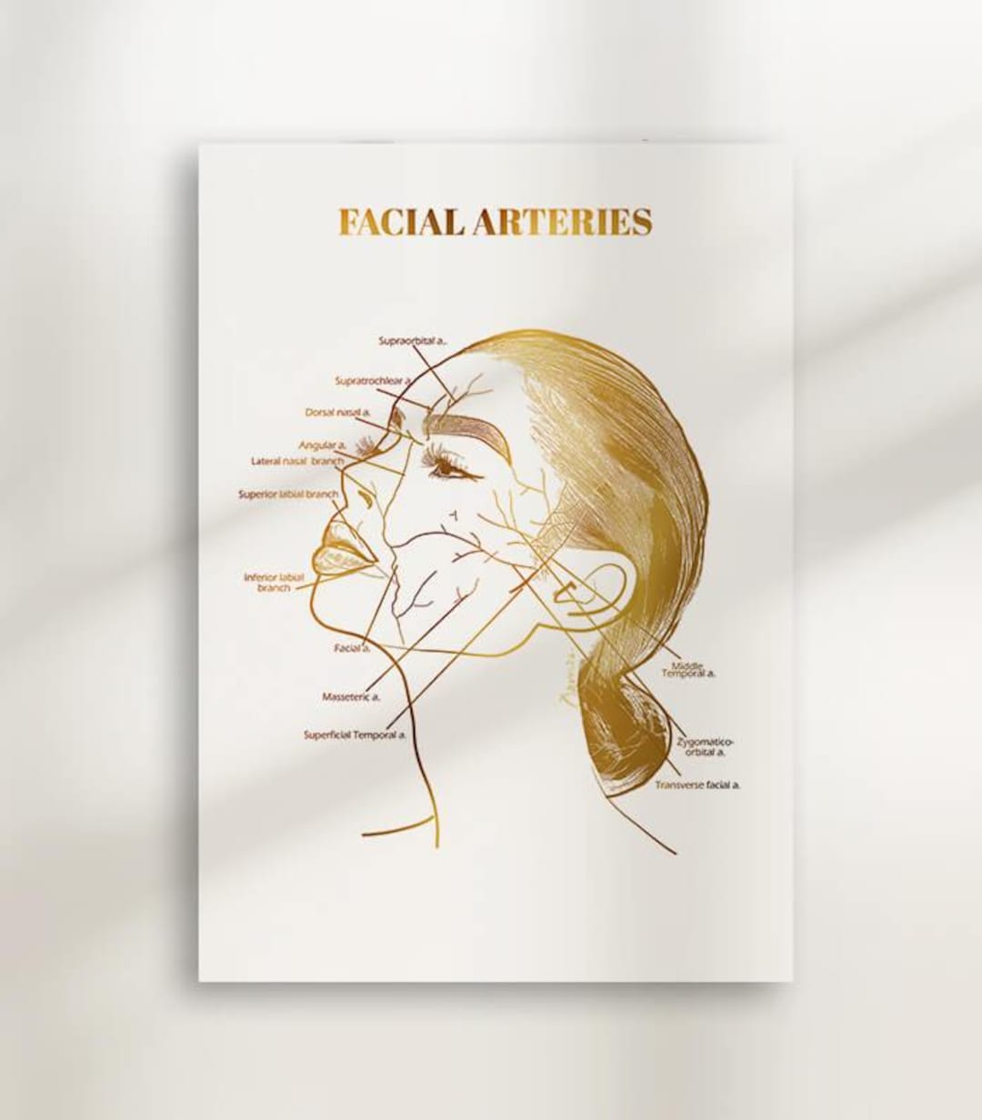 Printable Facial Arteries Diagram Poster | Facial Anatomy Wall Art for ...