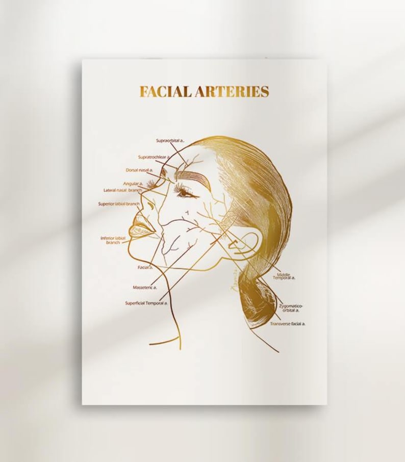 Printable Facial Arteries Diagram Poster | Facial Anatomy Wall Art for ...