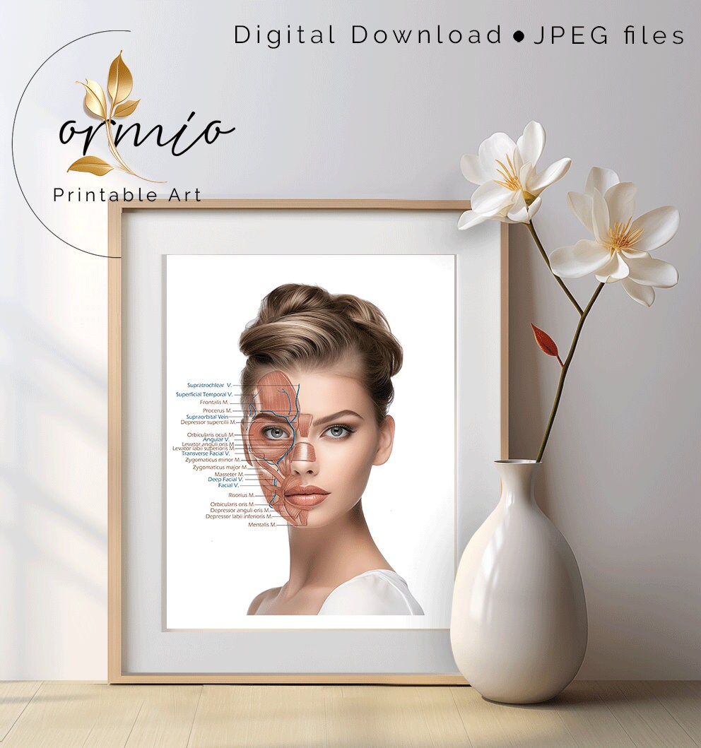 Facial Anatomy Art, Facial Muscles Art, Esthetician Art, Massage ...