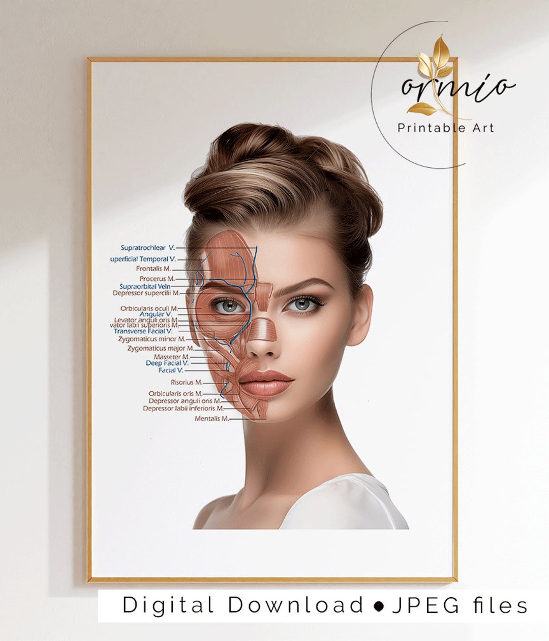 Facial Anatomy Art, Facial Muscles Art, Esthetician Art, Massage ...