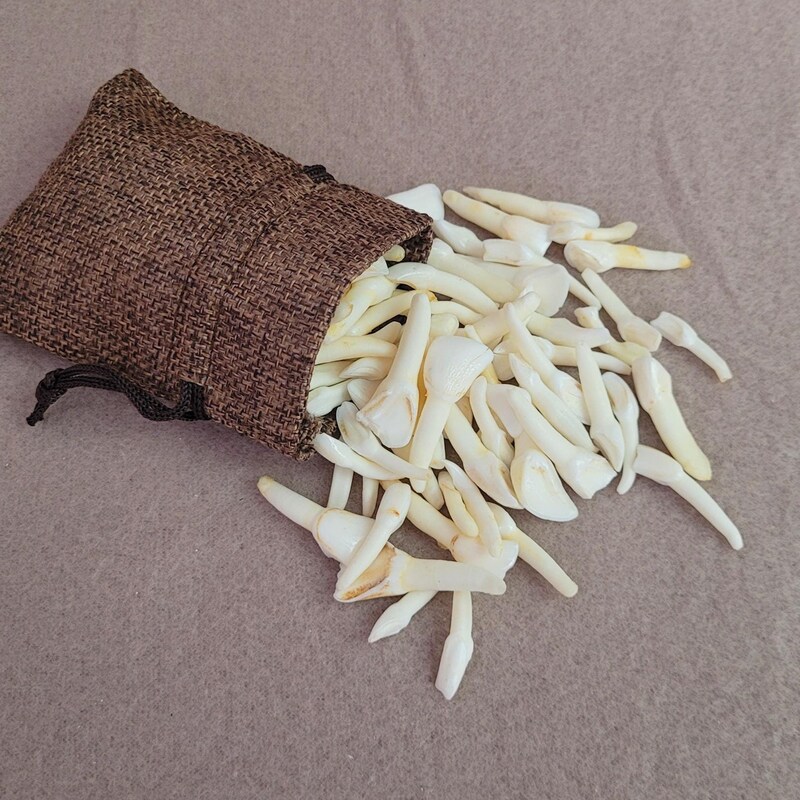 Animal Teeth - Etsy