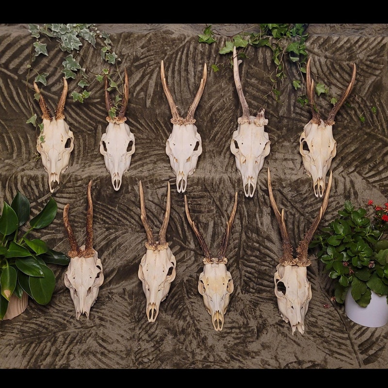 Real Animal Skull - Etsy