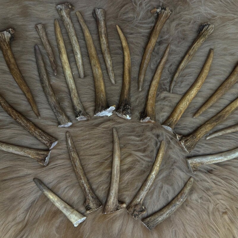 Deer Antler Tips - Etsy