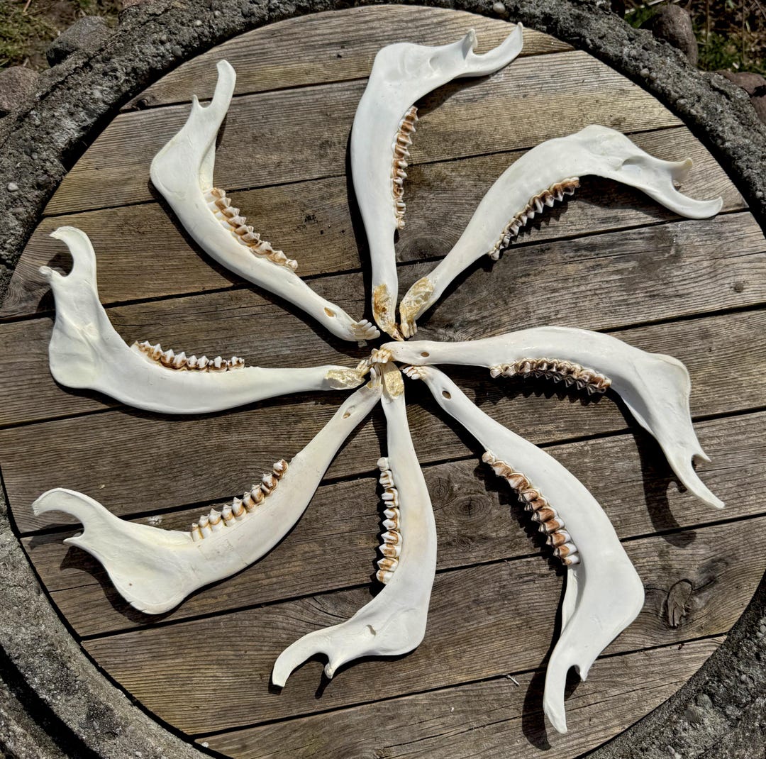 HUGE Red Deer Jaw Bones • Viking & Pagan Decor • Rustic Crafting ...