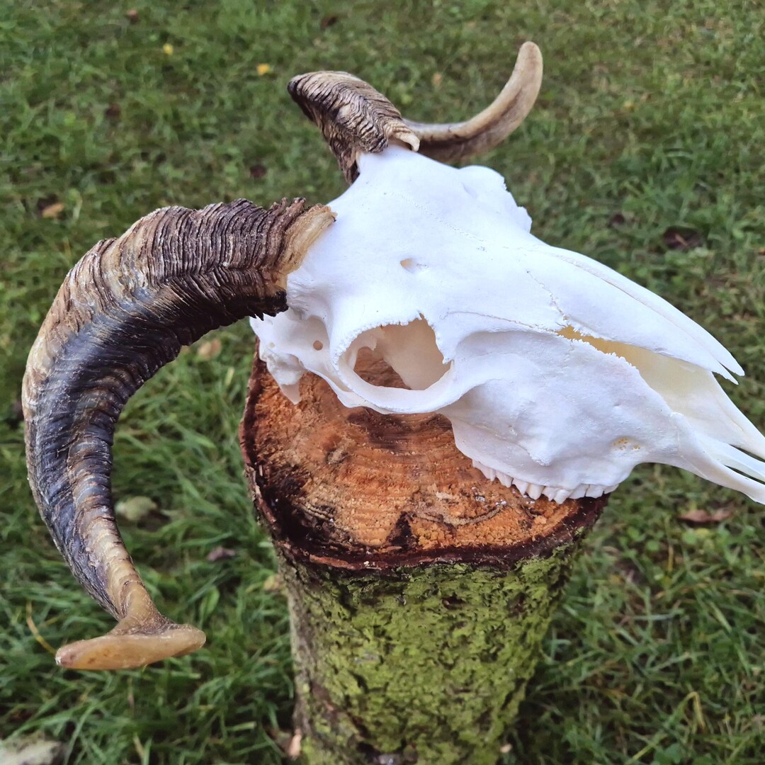 Ram Skull With Curved Horns - Domestic Sheep Bone for Gothic Decor - Etsy