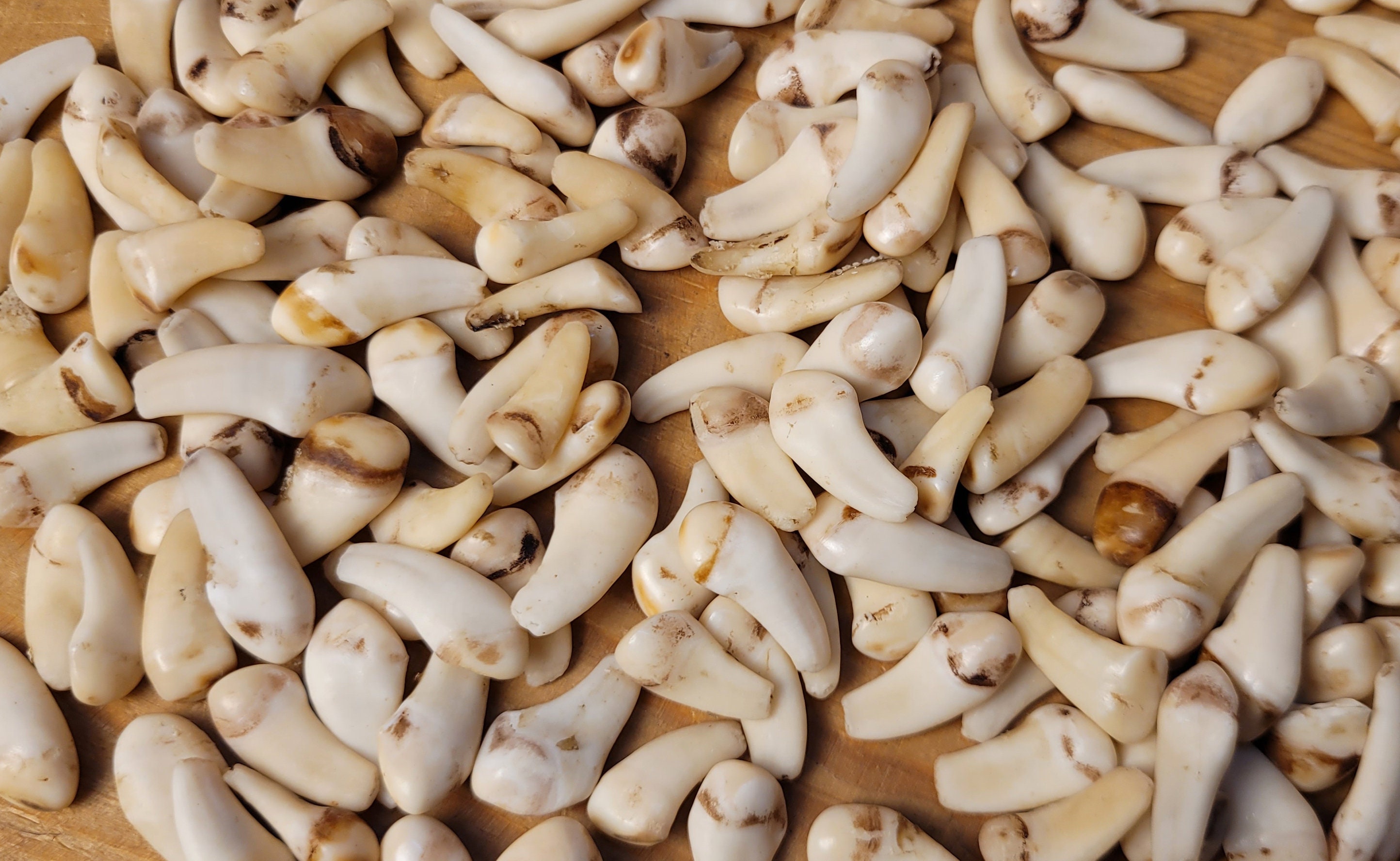 Red Deer Canines, Tushes & Teeth Jewelry Making Crafts Supplies ...