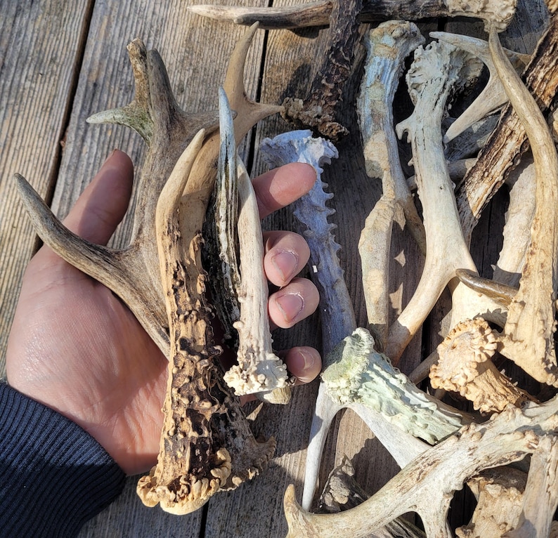 Forest Found Roe Deer Antler (capreolus Capreolus) - Natural Shed, Raw ...