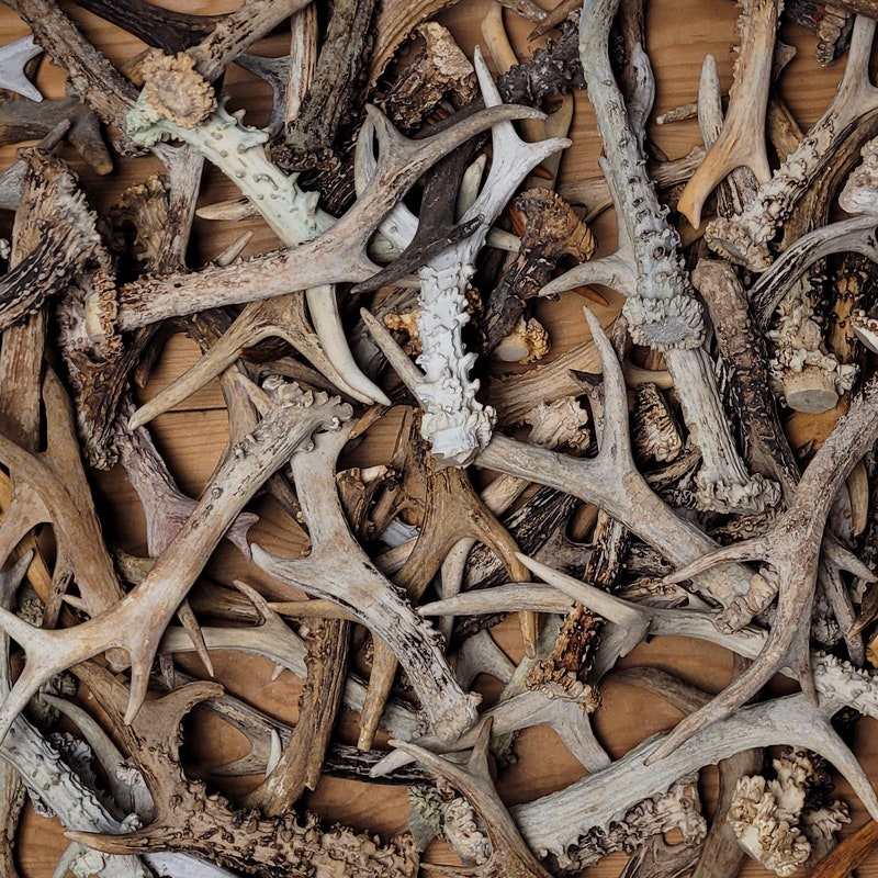 Real Deer Antlers - Etsy