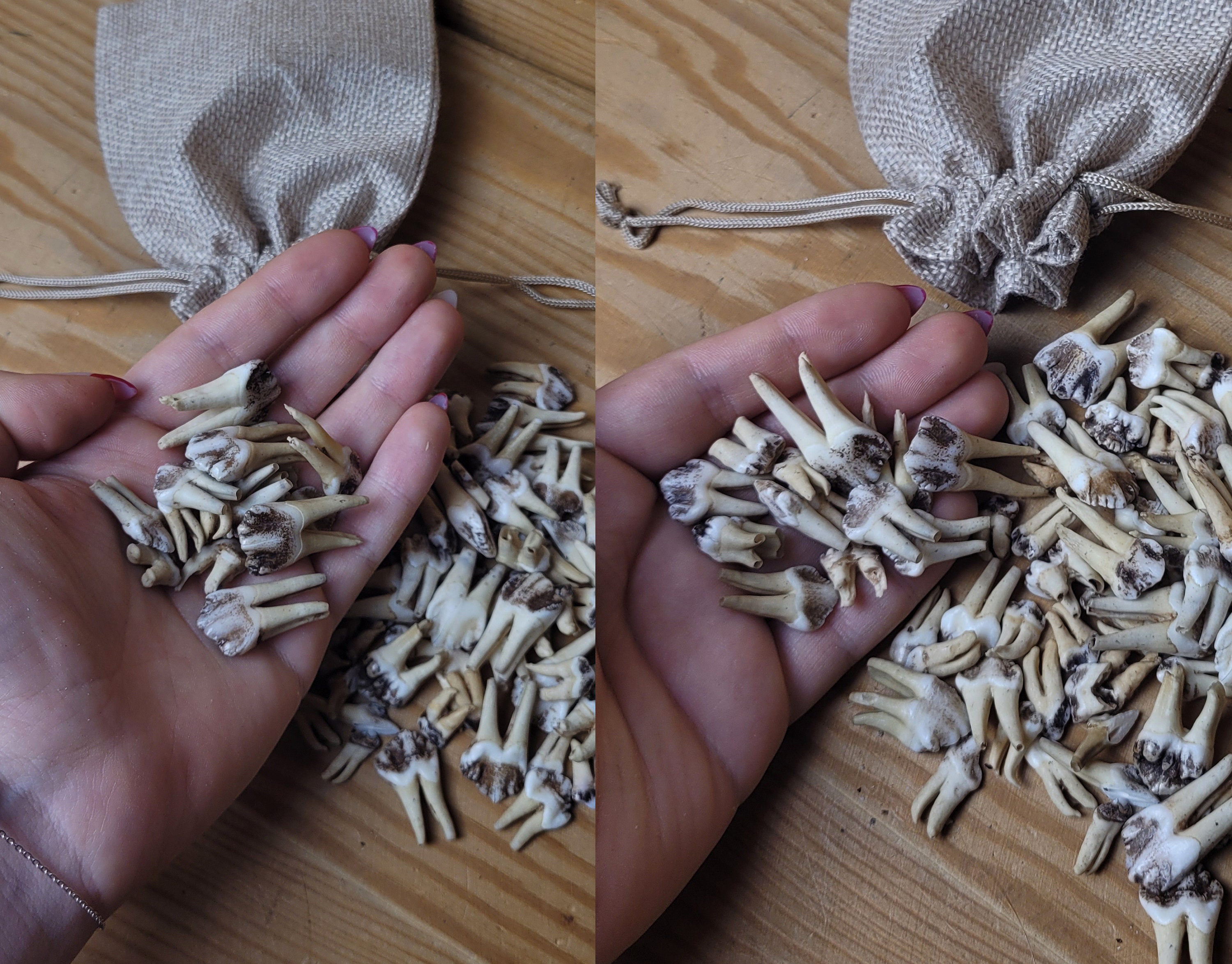 Authentic Boar Teeth: Genuine Hog Tooth for Crafts, Jewelry, Taxidermy ...