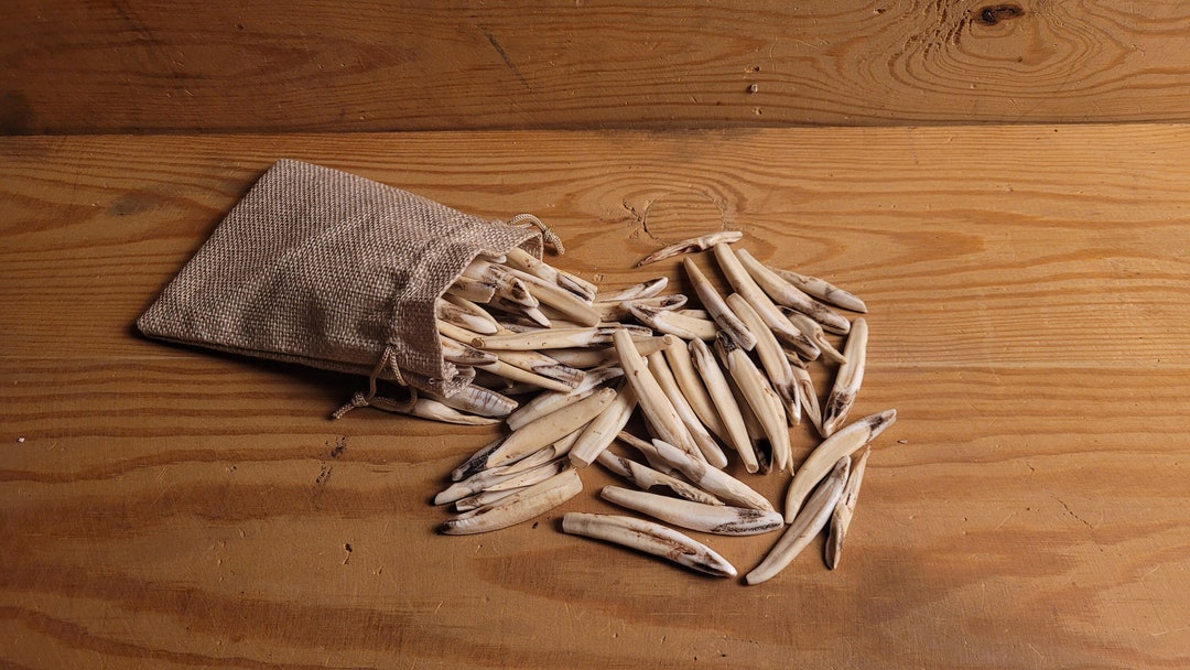Authentic Boar Teeth: Genuine Hog Tooth for Crafts, Jewelry, Taxidermy ...