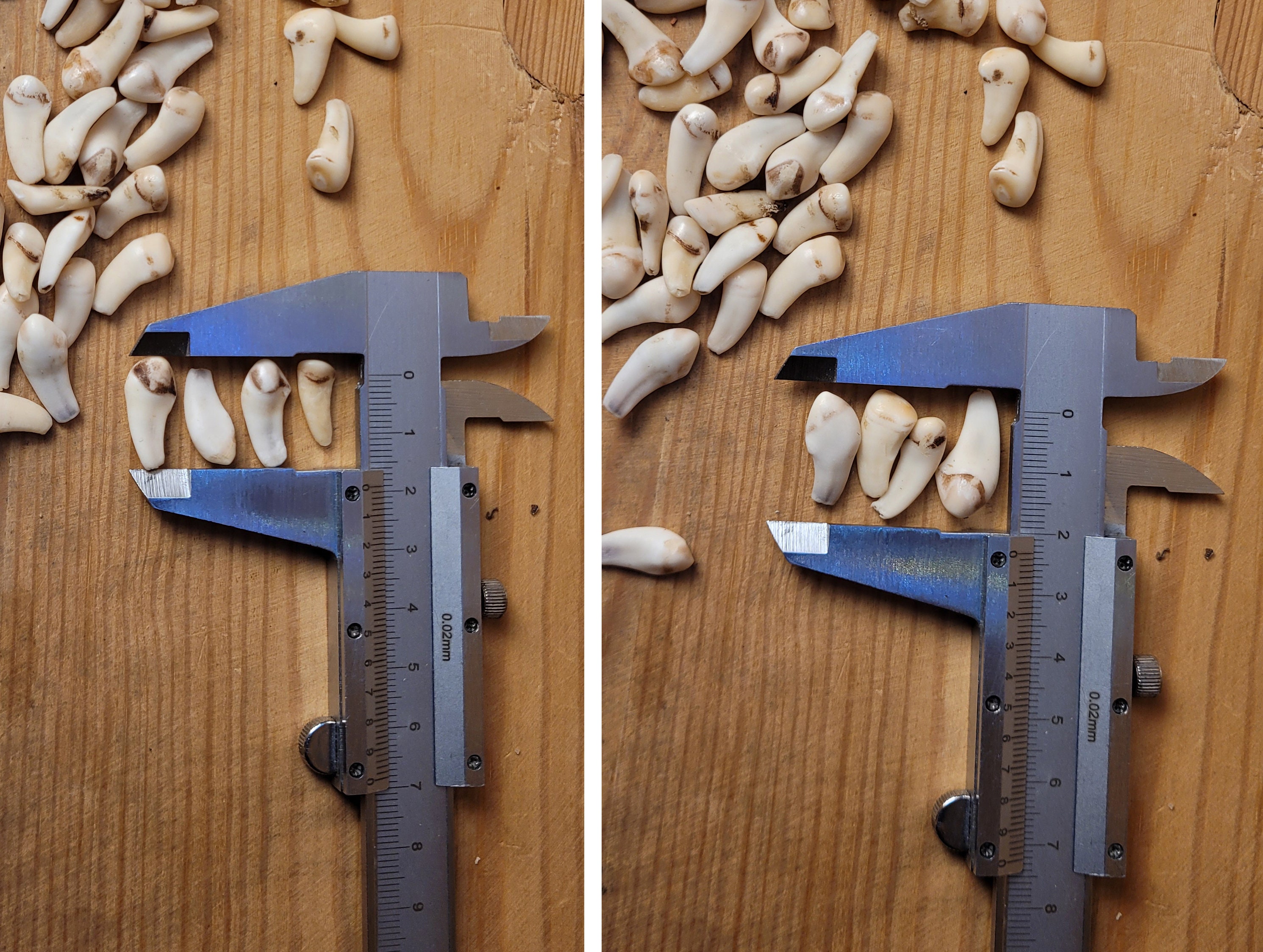 Red Deer Canines, Tushes & Teeth Jewelry Making Crafts Supplies ...