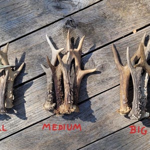 Forest Found Roe Deer Antler (capreolus Capreolus) - Natural Shed, Raw ...