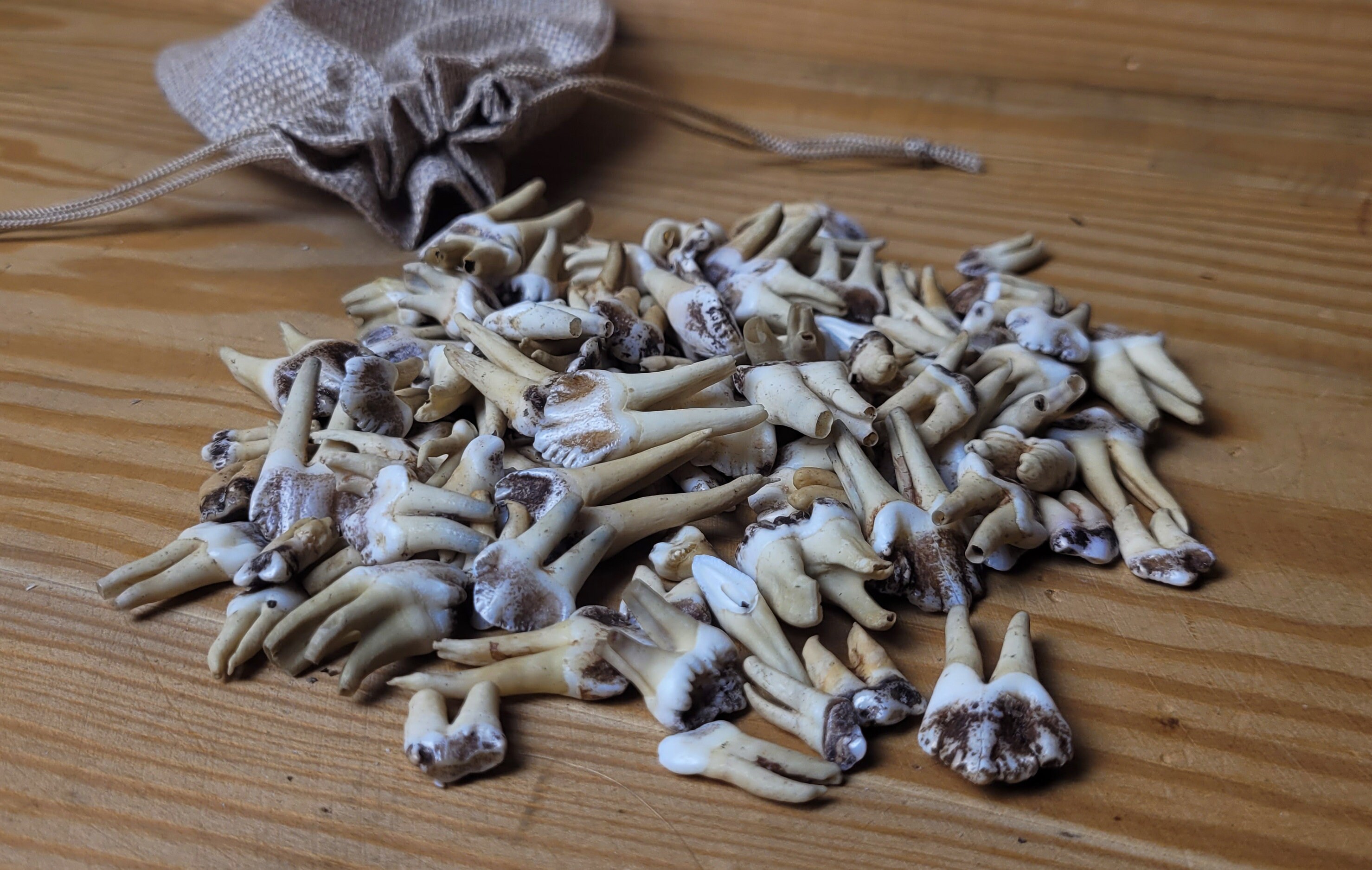 Authentic Boar Teeth: Genuine Hog Tooth for Crafts, Jewelry, Taxidermy ...