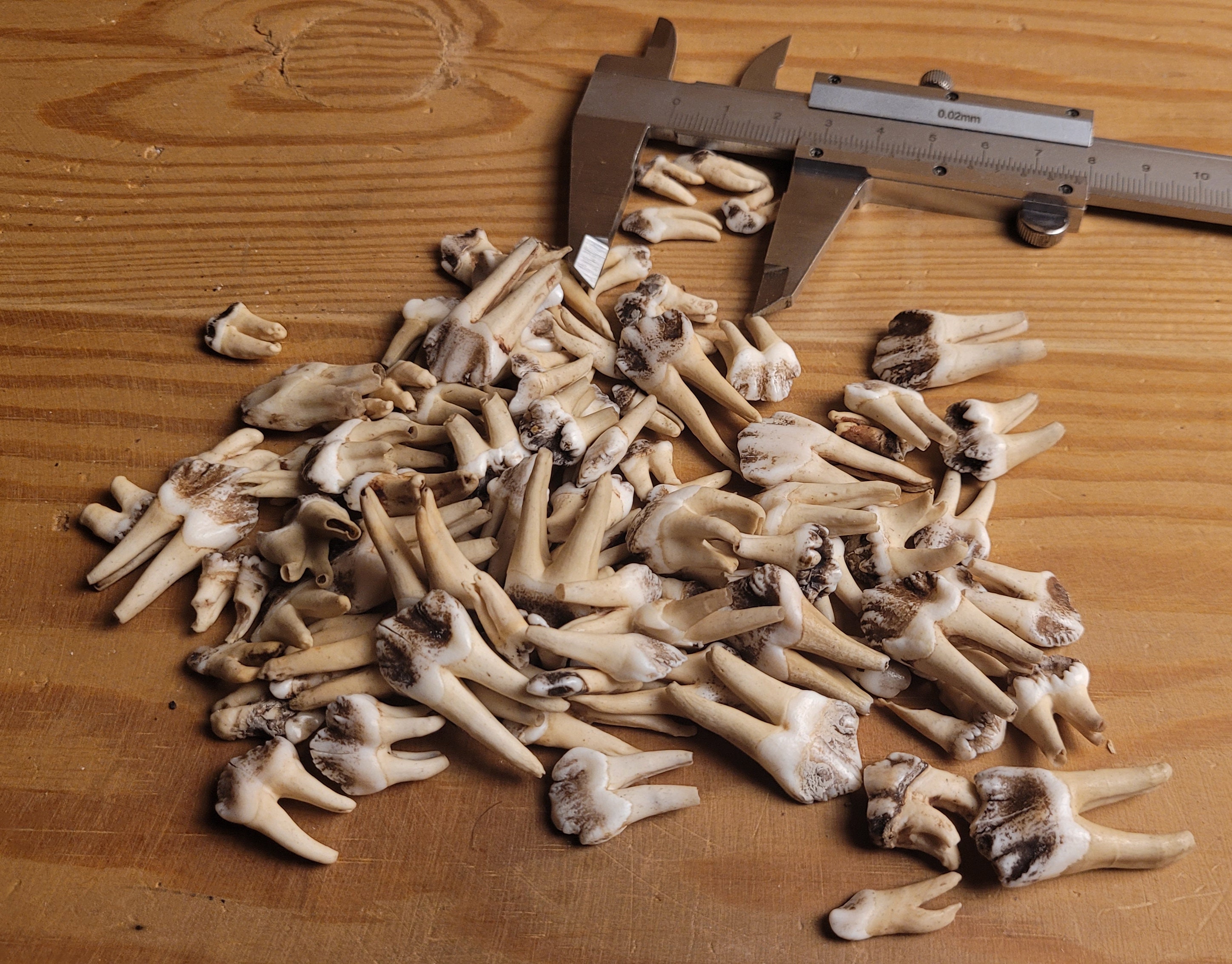 Authentic Boar Teeth: Genuine Hog Tooth for Crafts, Jewelry, Taxidermy ...