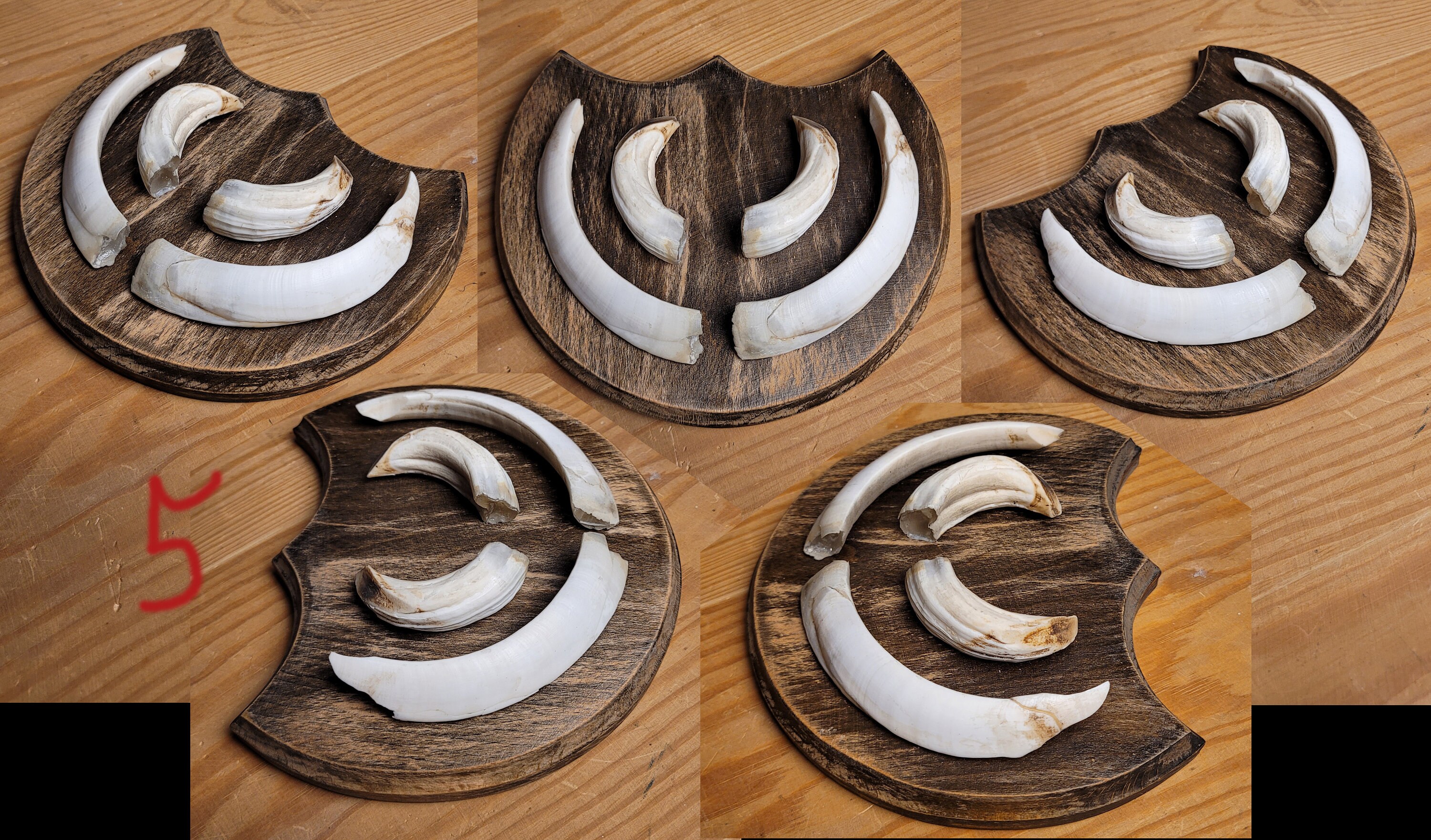 Wild Boar Teeth, Saber, Pipes on Wood. Rustic Decor, Hunter's Choice ...