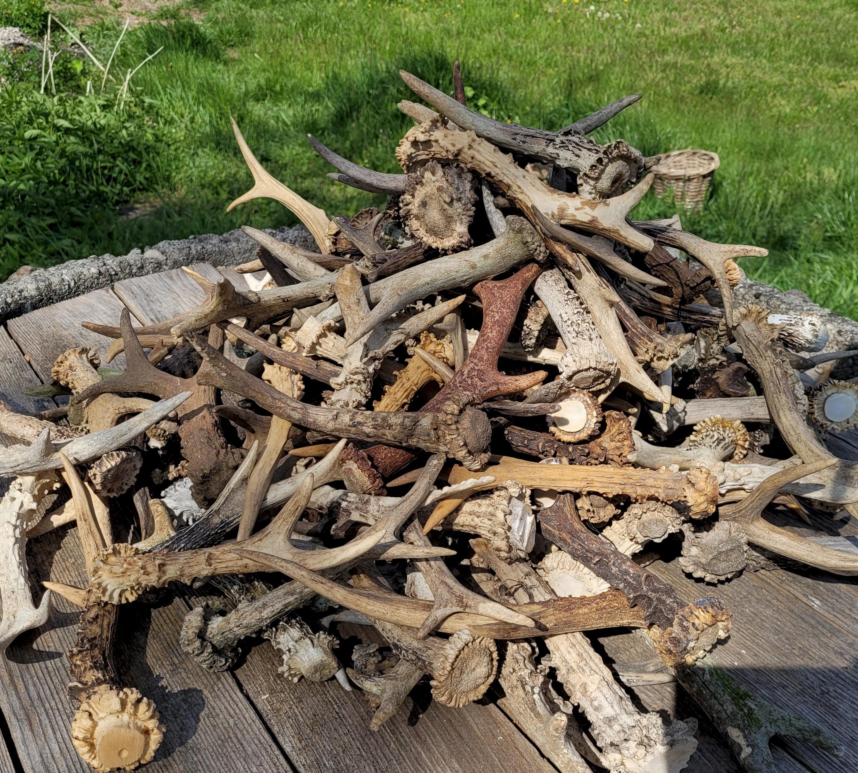 Forest Found Roe Deer Antler • Real Antlers for Crafts DIY • Cheap ...