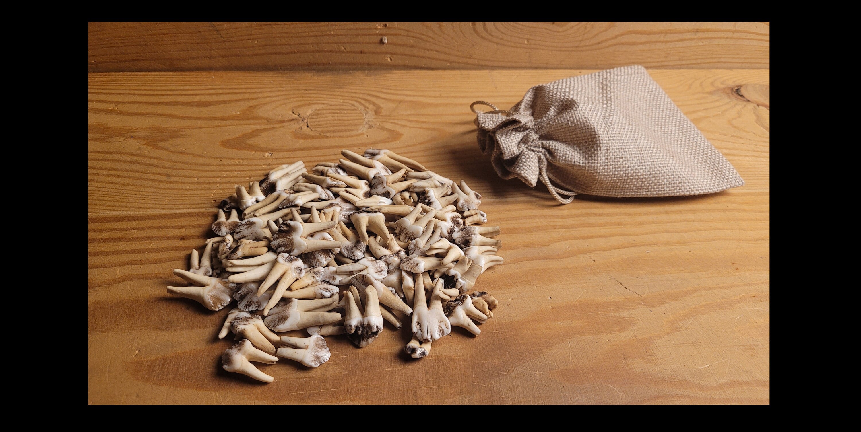 Authentic Boar Teeth: Genuine Hog Tooth for Crafts, Jewelry, Taxidermy ...