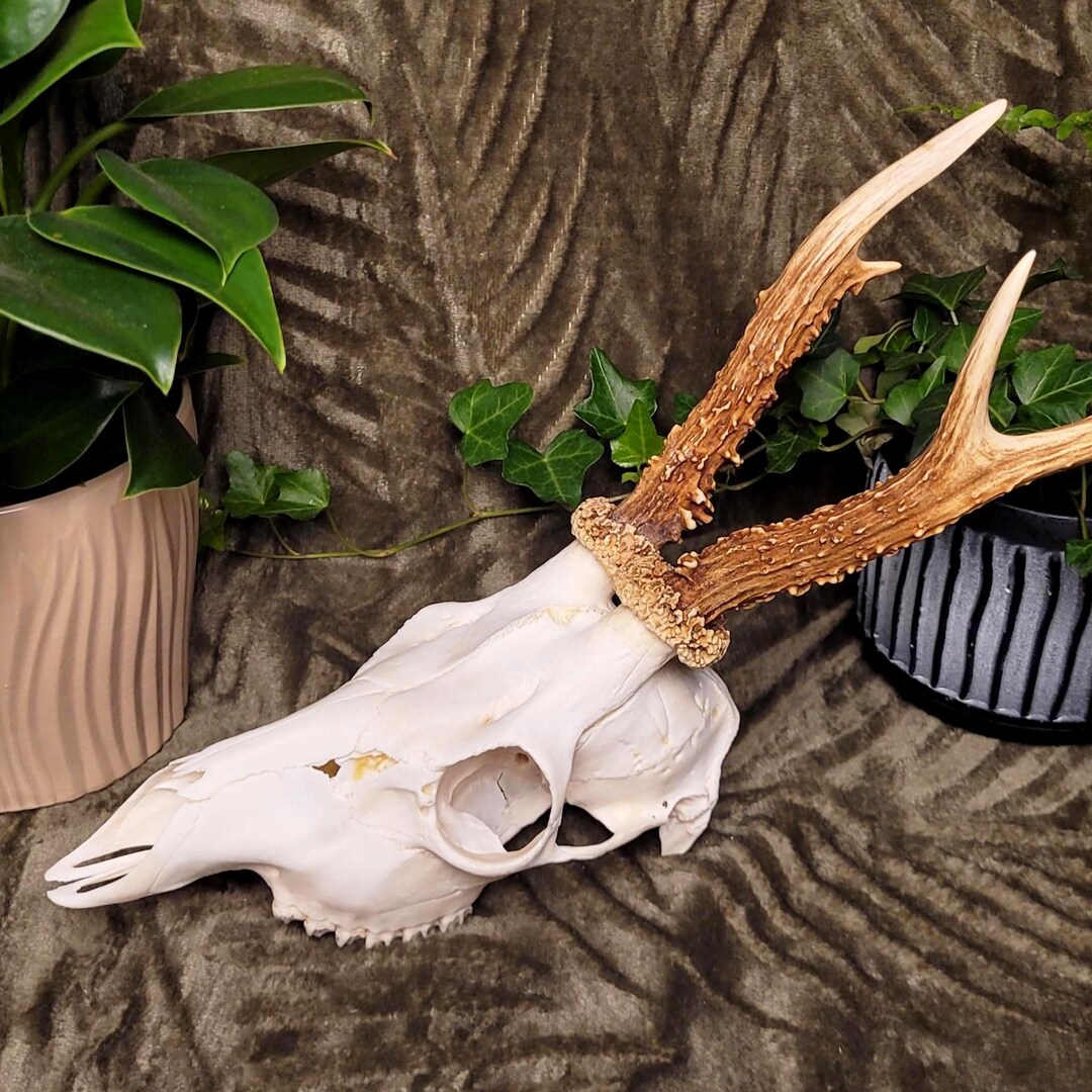 Roe Deer Skull With Antlers - Natural Bone Specimen for Curiosity ...