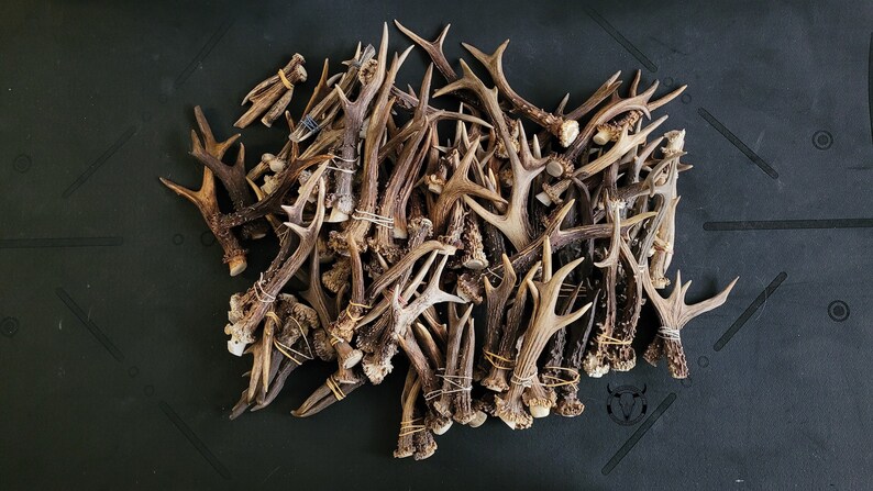 RANDOM CHEAP Roe Deer Antlers,sheds - Craft, Decor, Knife Making ...