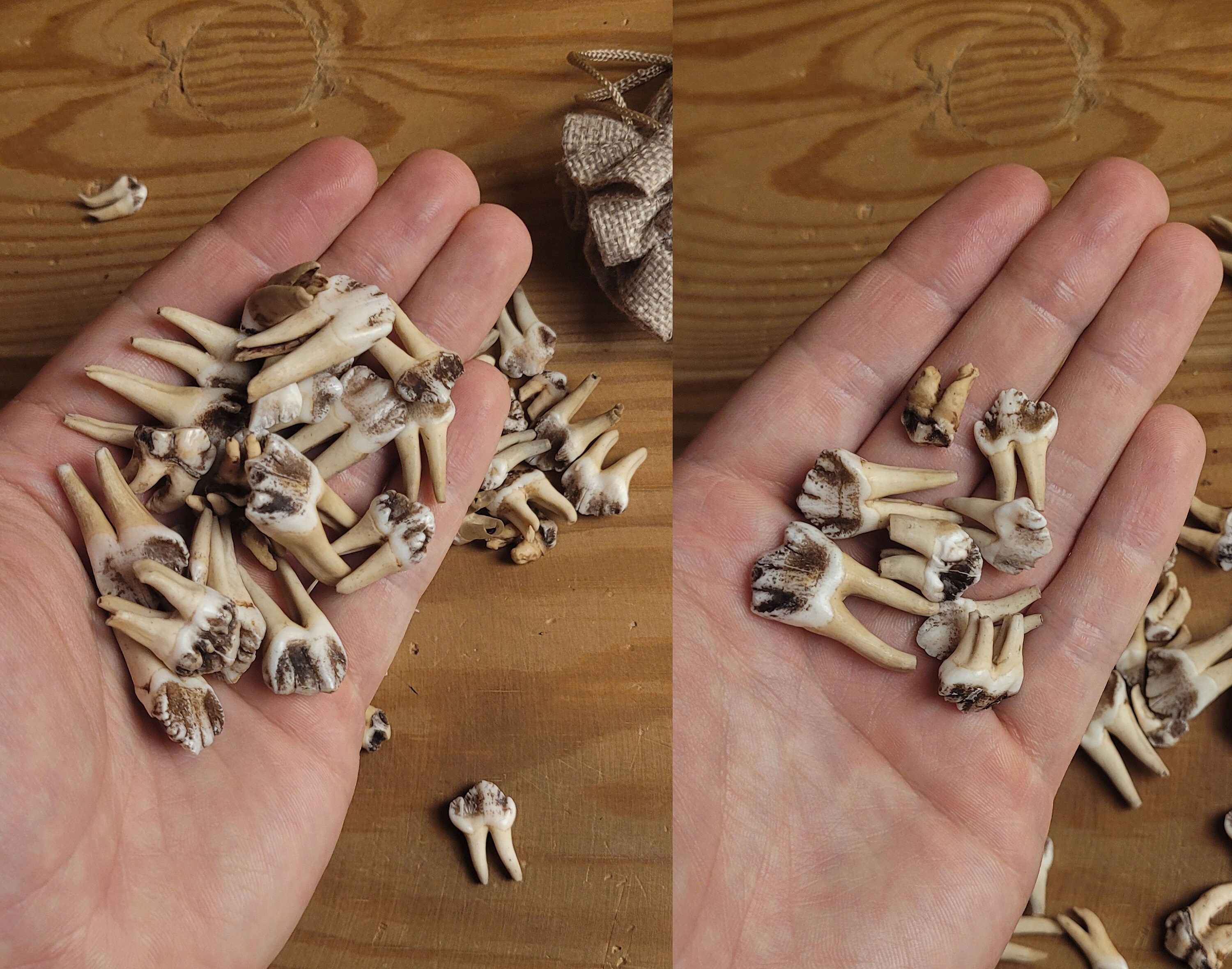Authentic Boar Teeth: Genuine Hog Tooth for Crafts, Jewelry, Taxidermy ...