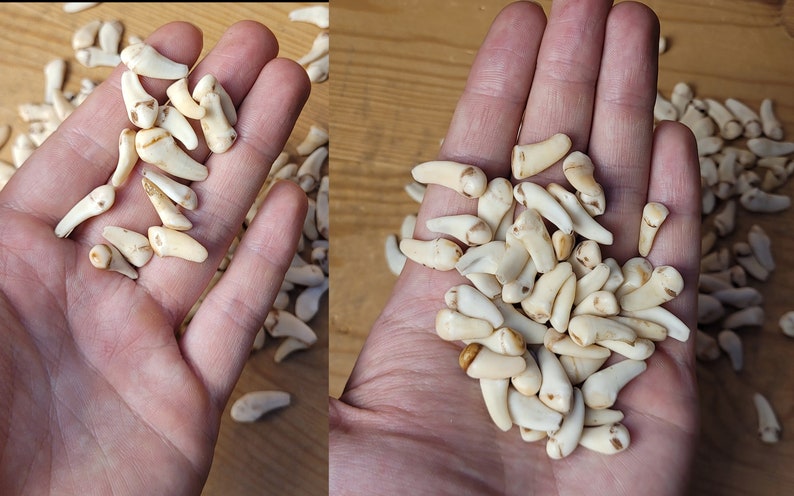 Red Deer Canines, Tushes & Teeth Jewelry Making Crafts Supplies ...