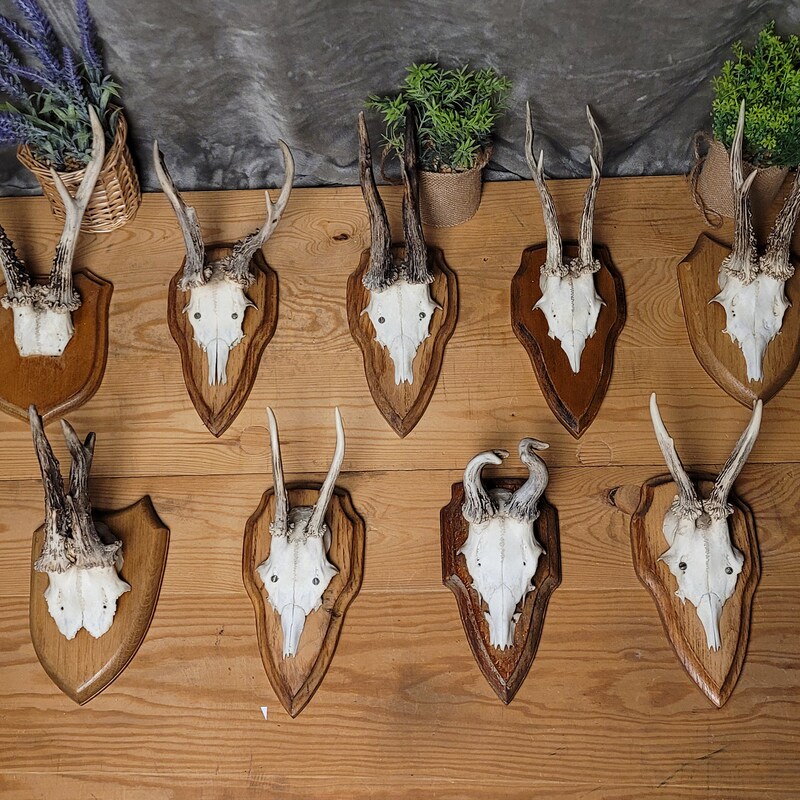 Deer Antler Mount - Etsy