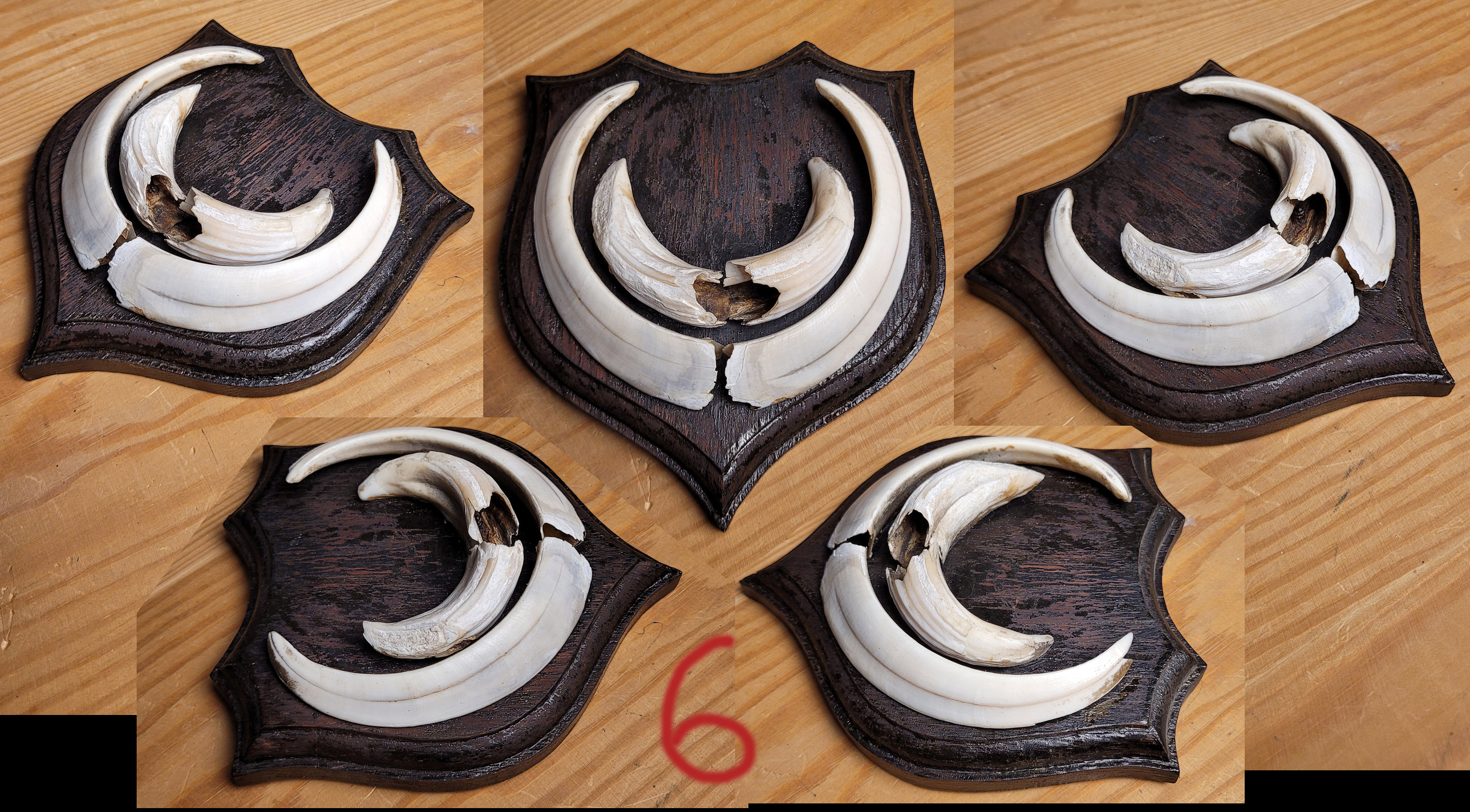 Wild Boar Teeth, Saber, Pipes on Wood. Rustic Decor, Hunter's Choice ...