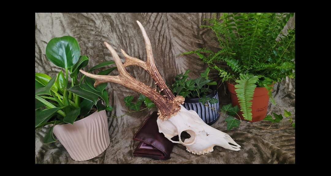 HUGE REAL Roe Deer Skull With Rare Medal Size Antlers - Unique European ...