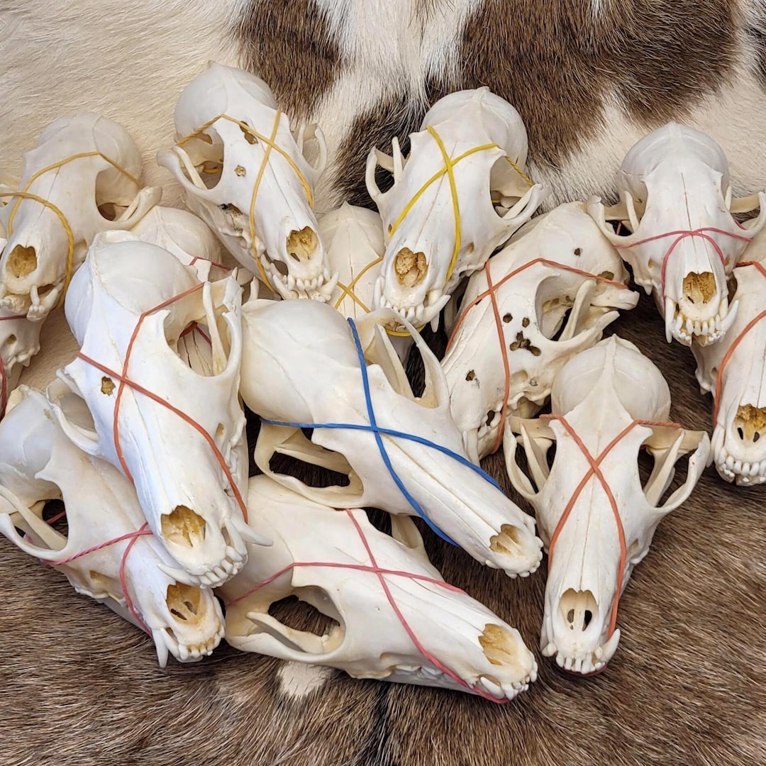 Real Fox Skull (vulpes Vulpes) - Cleaned Bone Specimen for Oddities ...