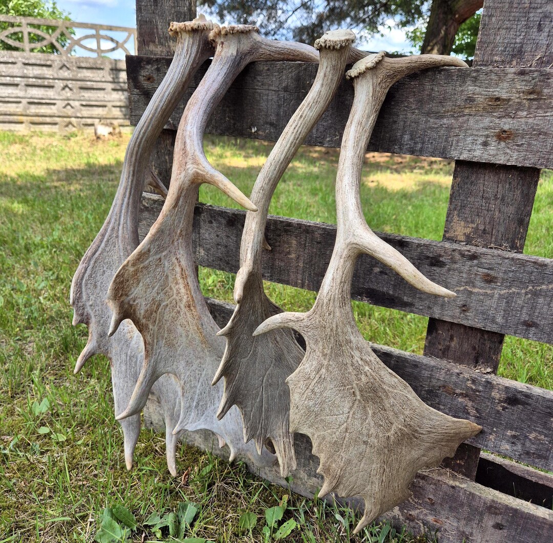 Fallow Deer Antler Pair - Palmated Antlers for Rustic Crafts and Cabin ...