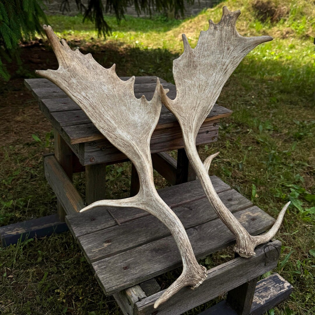 Palmated Fallow Deer Antlers Pair (dama Dama) - Naturally Shed, as ...