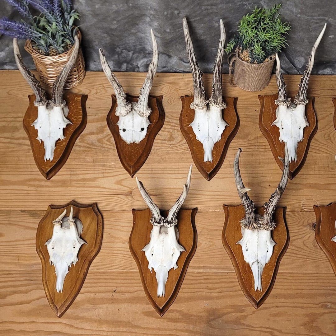 Roe Deer Skull Plaque - Vintage Antlers on Wood Board, Lodge Wall Decor ...