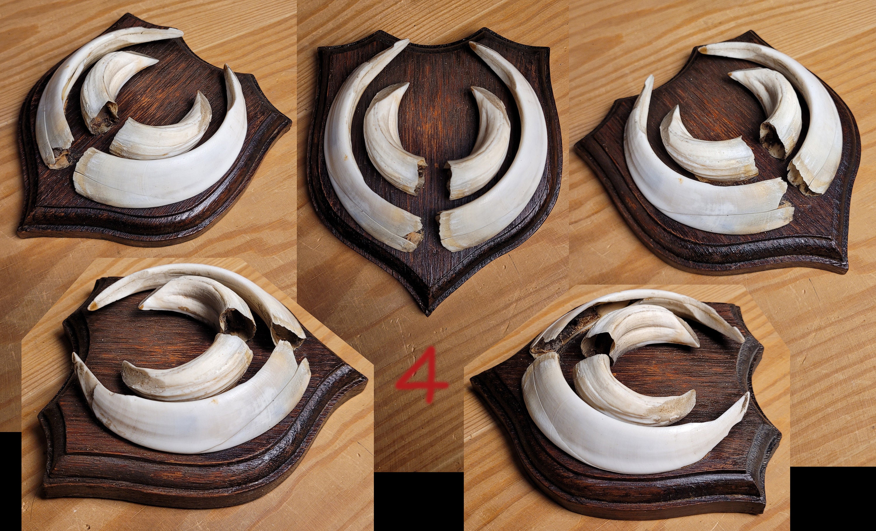 Wild Boar Teeth, Saber, Pipes on Wood. Rustic Decor, Hunter's Choice ...