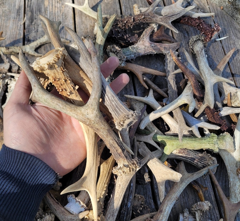Forest Found Roe Deer Antler (capreolus Capreolus) - Natural Shed, Raw ...