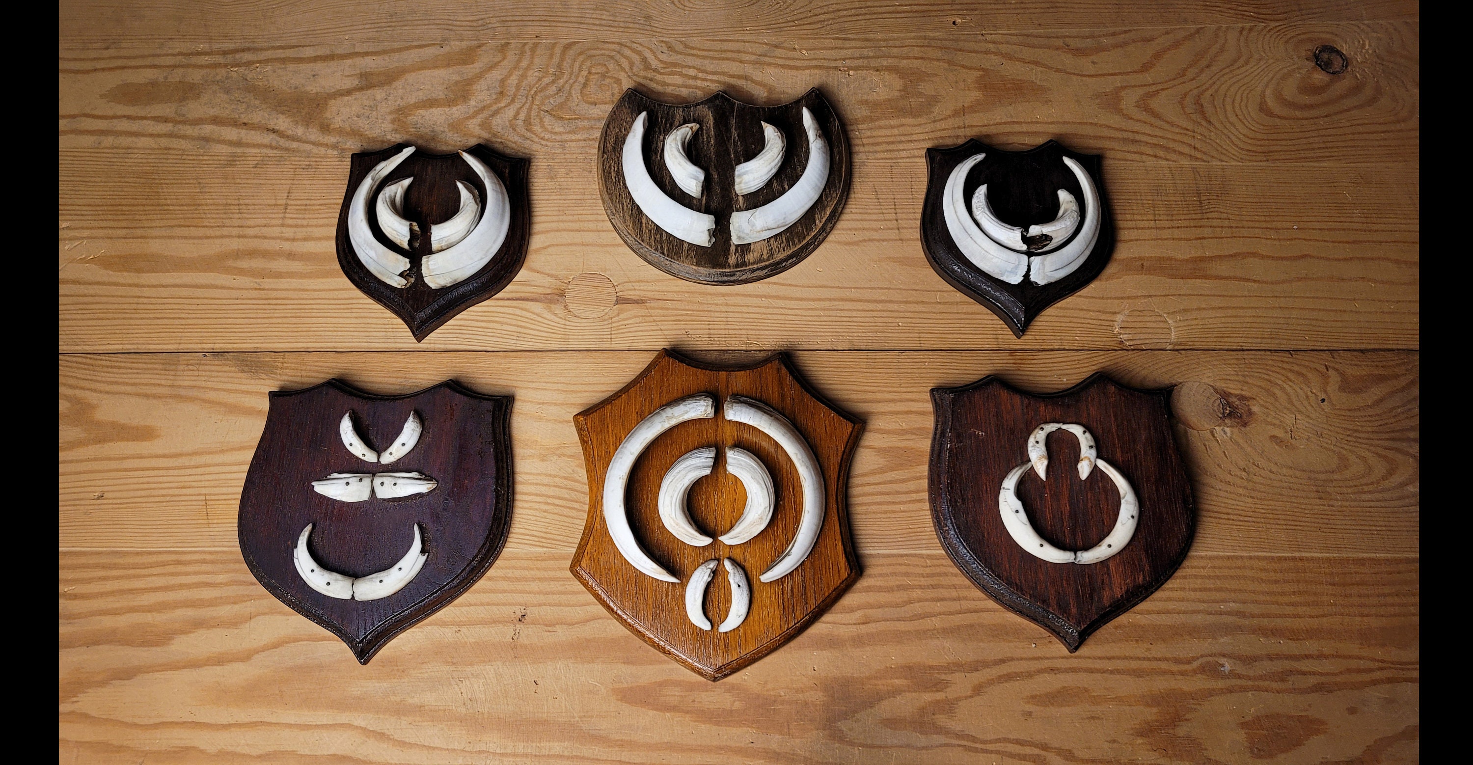 Wild Boar Teeth, Saber, Pipes on Wood. Rustic Decor, Hunter's Choice ...