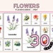 Flower Flashcard for Kids Learning Activity Types of Flower ...