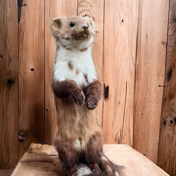 Animal Mount - Etsy UK