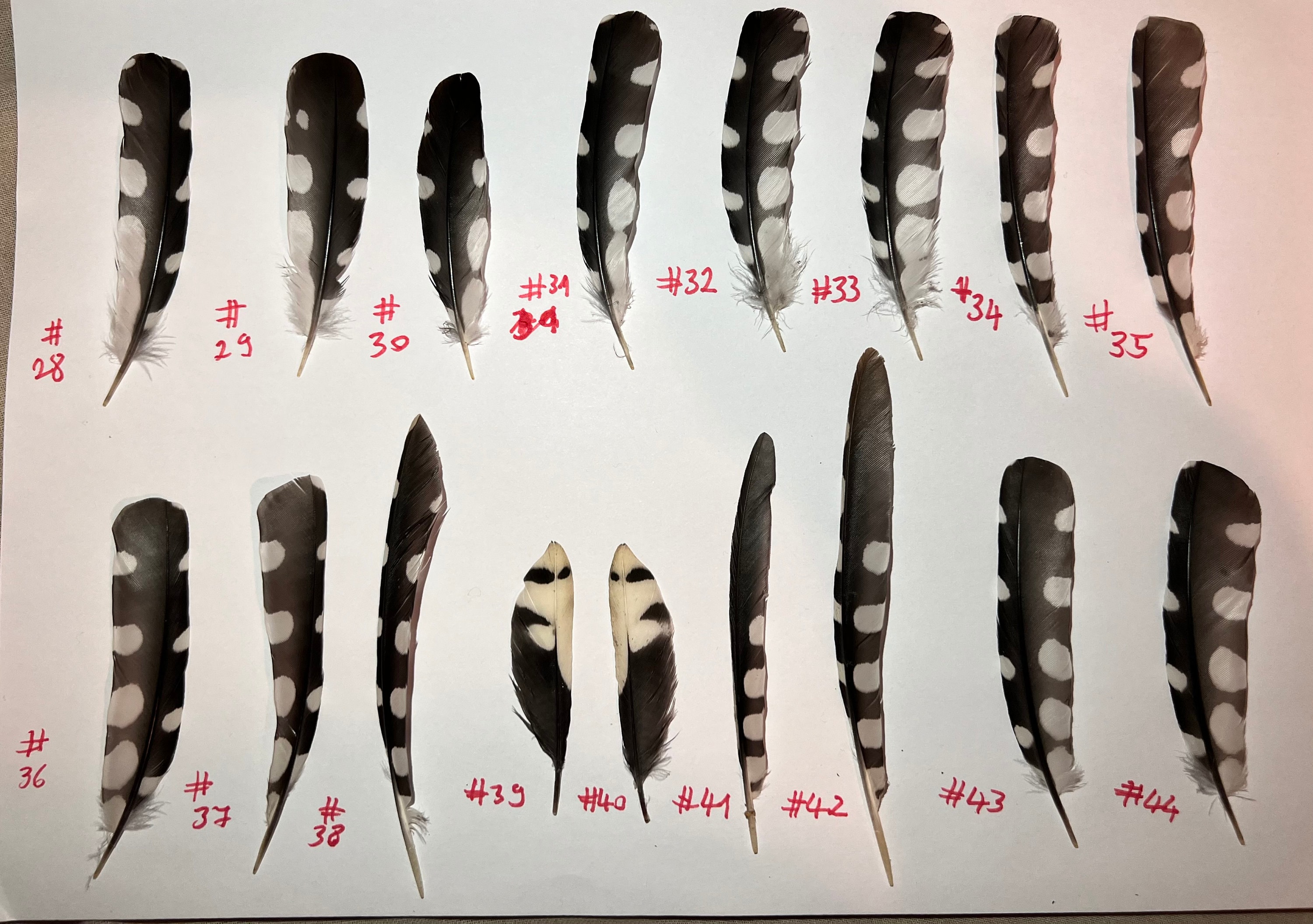 Dotted Feathers From Great Spotted Woodpecker, Dendrocopos Major, Black ...