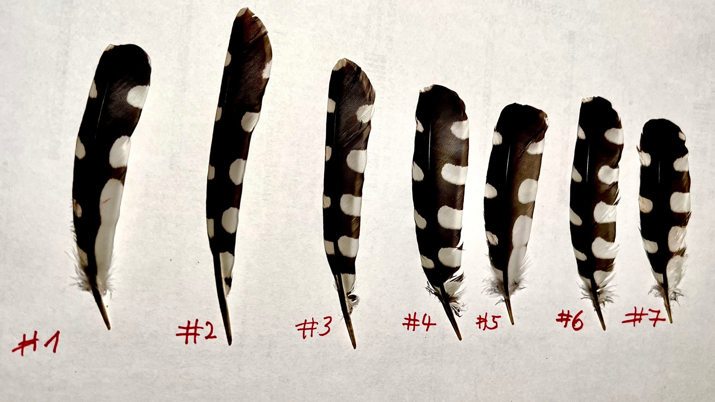Dotted Feathers From Great Spotted Woodpecker, Dendrocopos Major, Black ...
