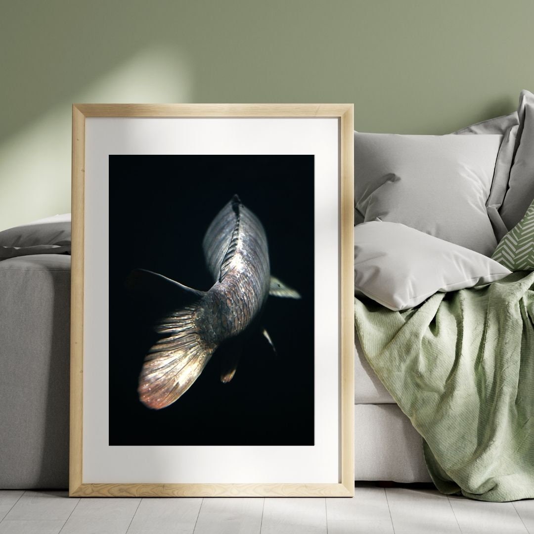 Carp Fish Tail on a Dark Background, Instant Download, Wall Art, 5 ...