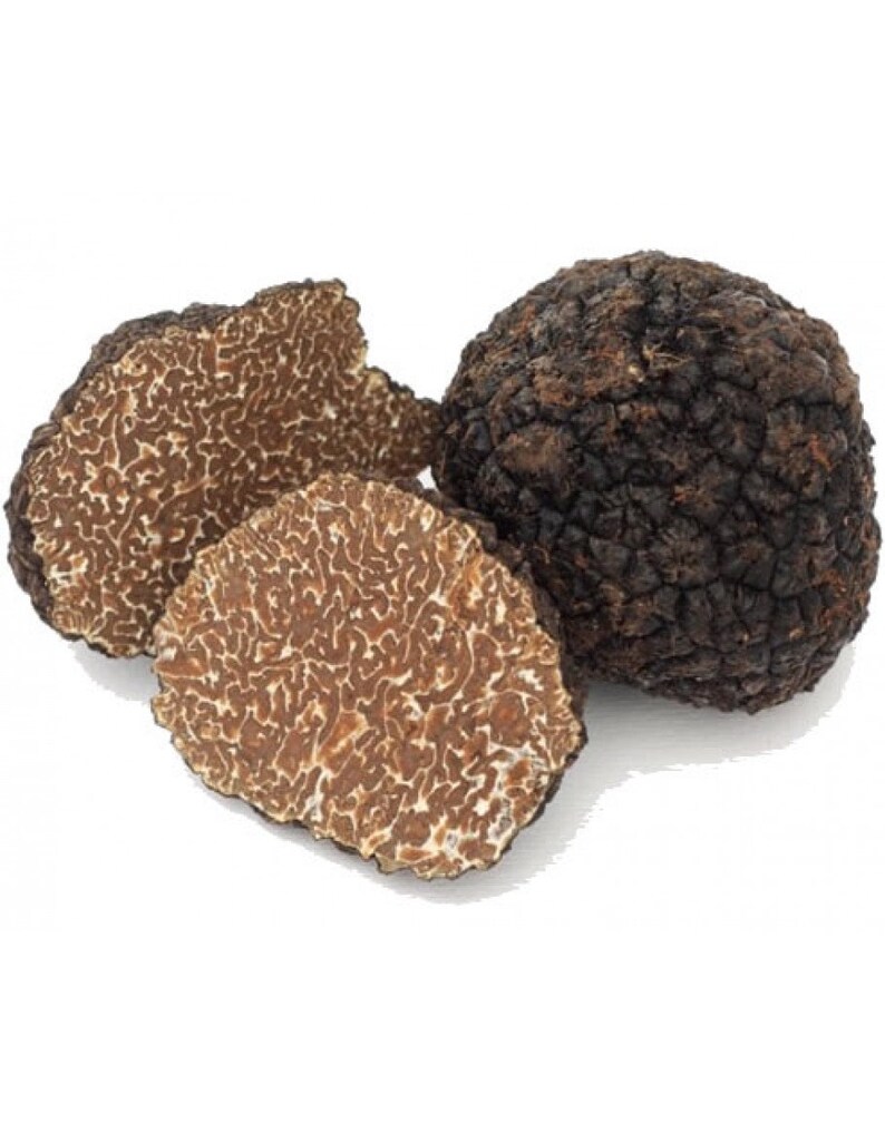 Dry Truffle,tuber Uncinatum Vitt: - Etsy