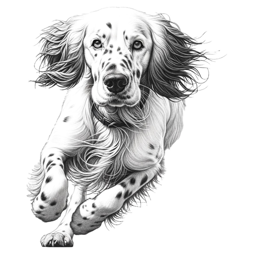 English Setter Line Art Llustration, Dog Svg, Png, Pdf, Jpg File ...