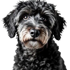 Schnoodle Dog Clipart Bundle: Fine Line Portrait (svg, Png, Pdf, Jpg ...