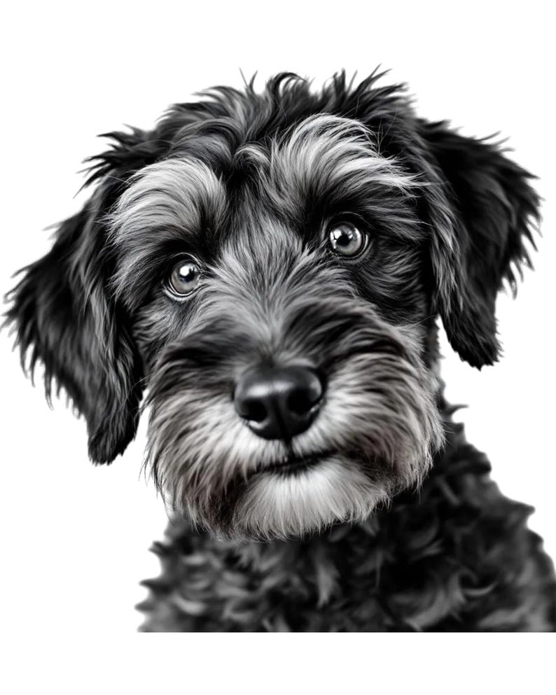 Schnoodle Dog Clipart Bundle: Fine Line Portrait (svg, Png, Pdf, Jpg ...