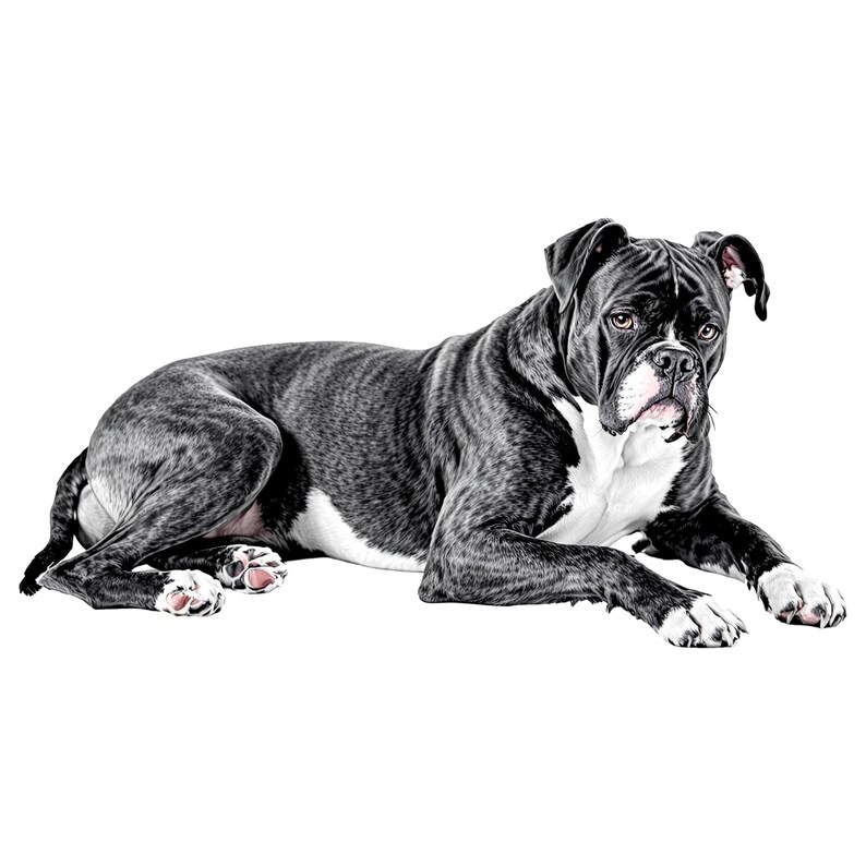 Boxer Dog Svg Bundle: Laser Cut Design on Metal Wood Porcelan Glass ...